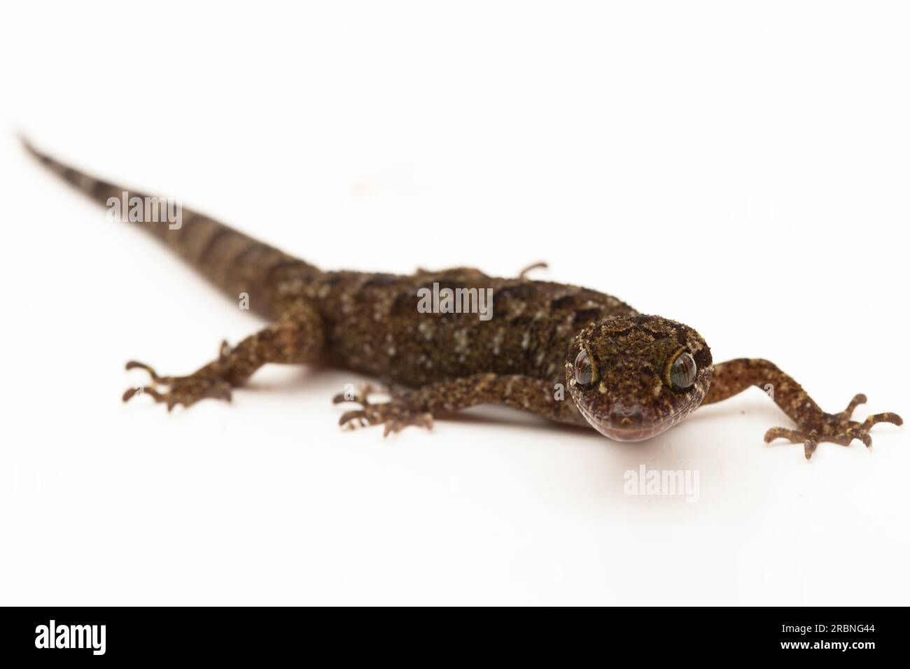 The marbled bow-fingered gecko or Javan bent-toed gecko lizard ...