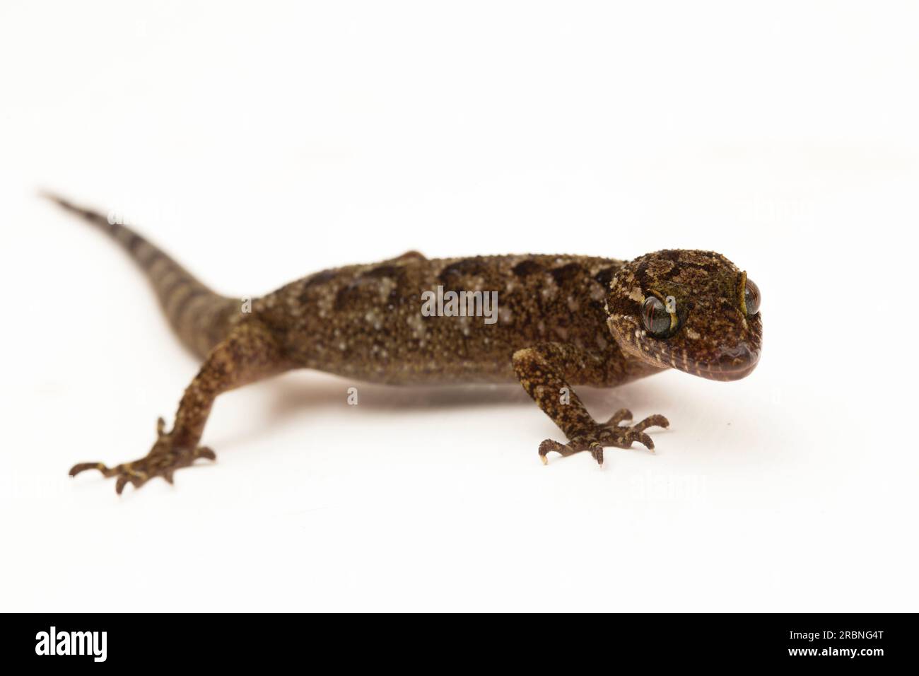 The marbled bow-fingered gecko or Javan bent-toed gecko lizard ...