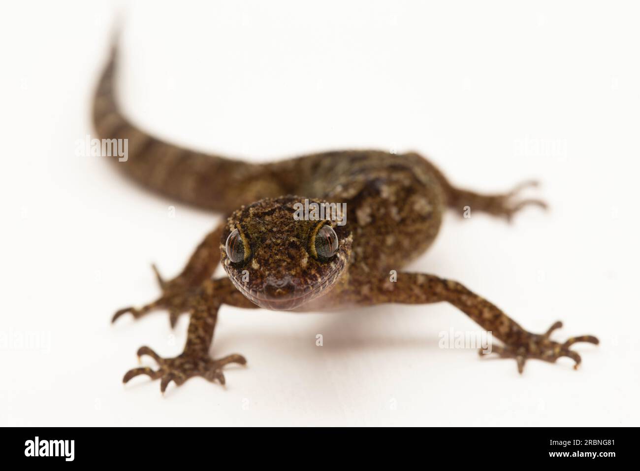 The marbled bow-fingered gecko or Javan bent-toed gecko lizard ...