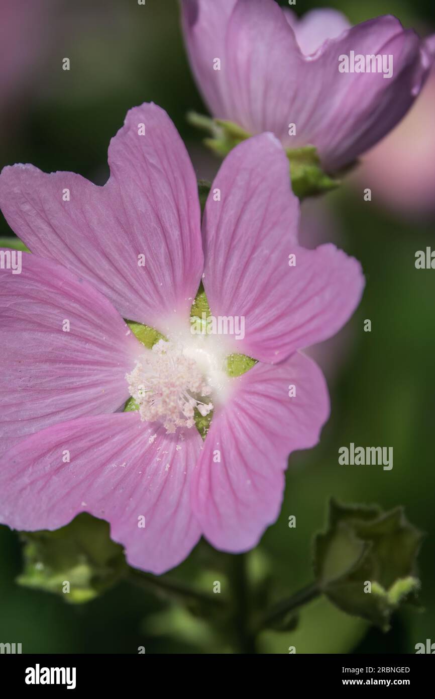 Big pink and red delicate flowers of mallow in bloom with green leaves ...