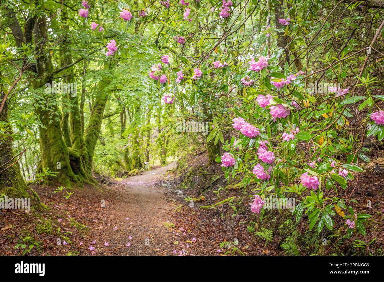 Forest path at Glenfinnan Church St Mary, Highlands, Scotland, UK Stock ...