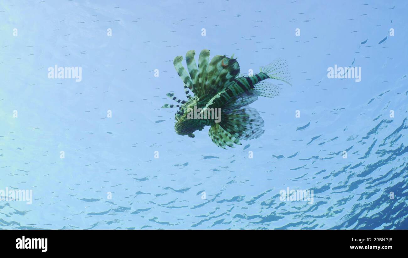 Hardyhead silverside fish underwater hi-res stock photography and ...