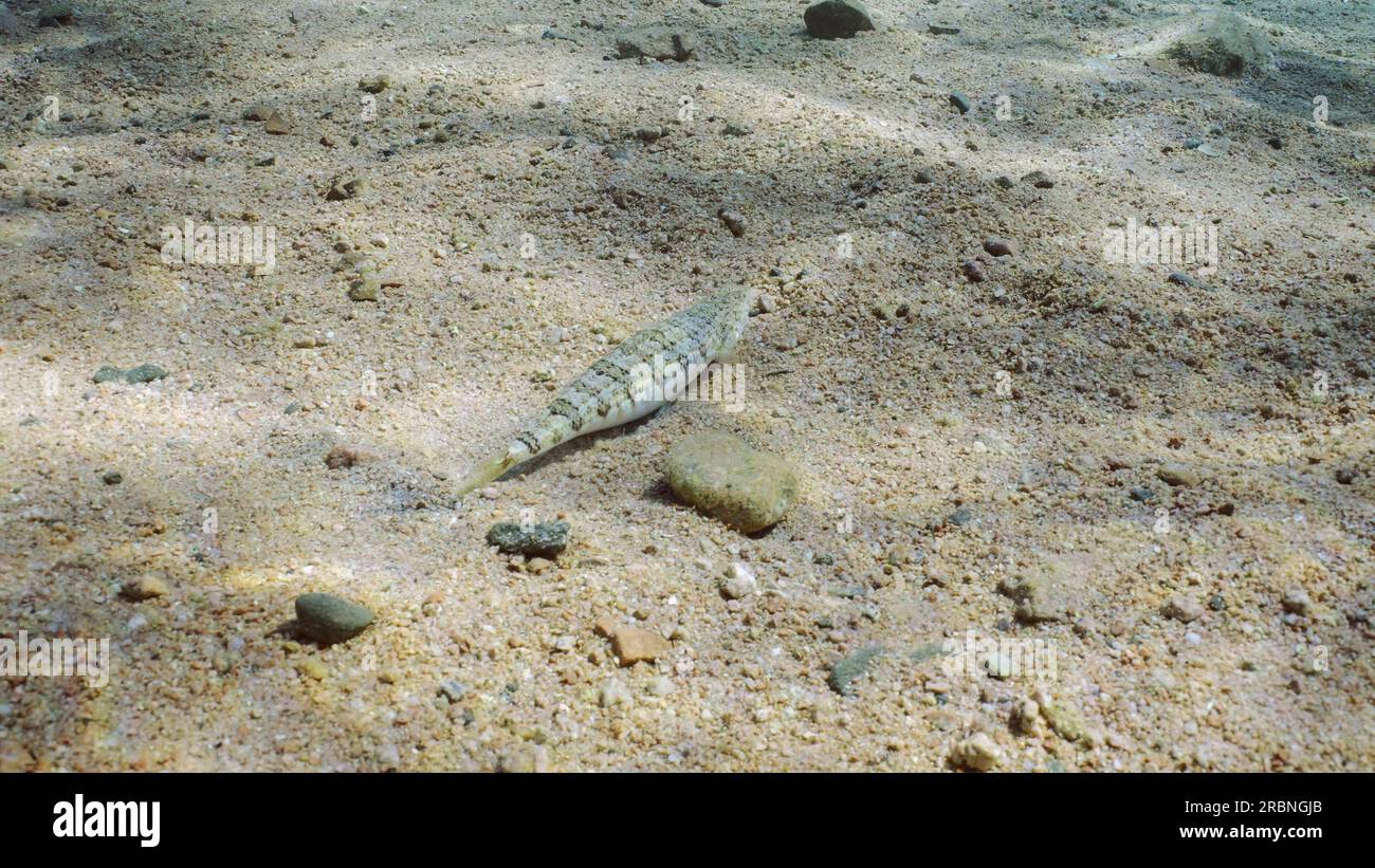 Slender Lizardfish or Gracile lizardfish (Saurida gracilis) on sandy ...