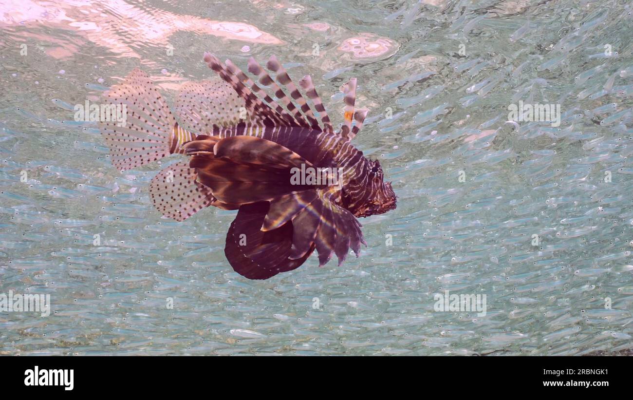 Hardyhead silverside fish underwater hi-res stock photography and ...