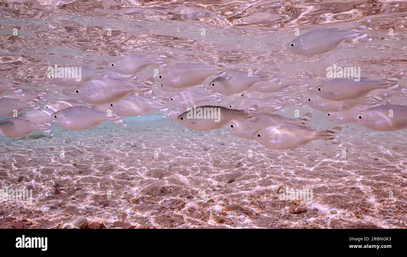 Shoal of Barred flagtail, Fiveband flagtail or Five-bar flagtail ...