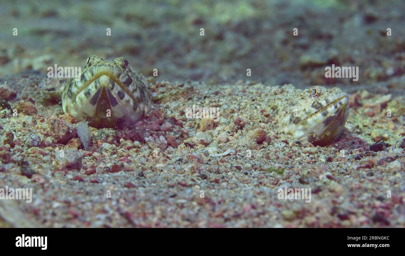 Frontal portrait of pair of Slender Lizardfish or Gracile lizardfish ...