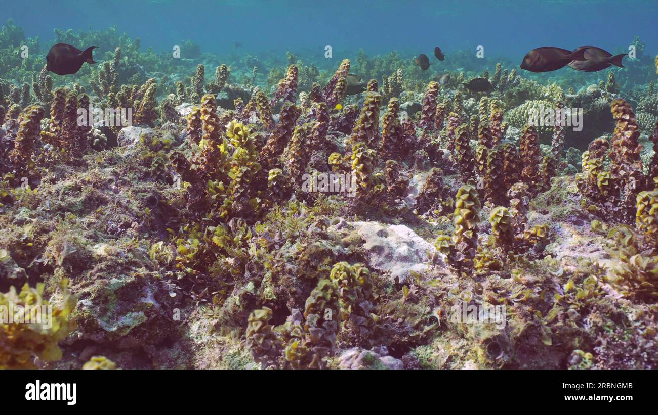 Close up of Thickets Seaweed Brown Sargassum swaying on waves under ...