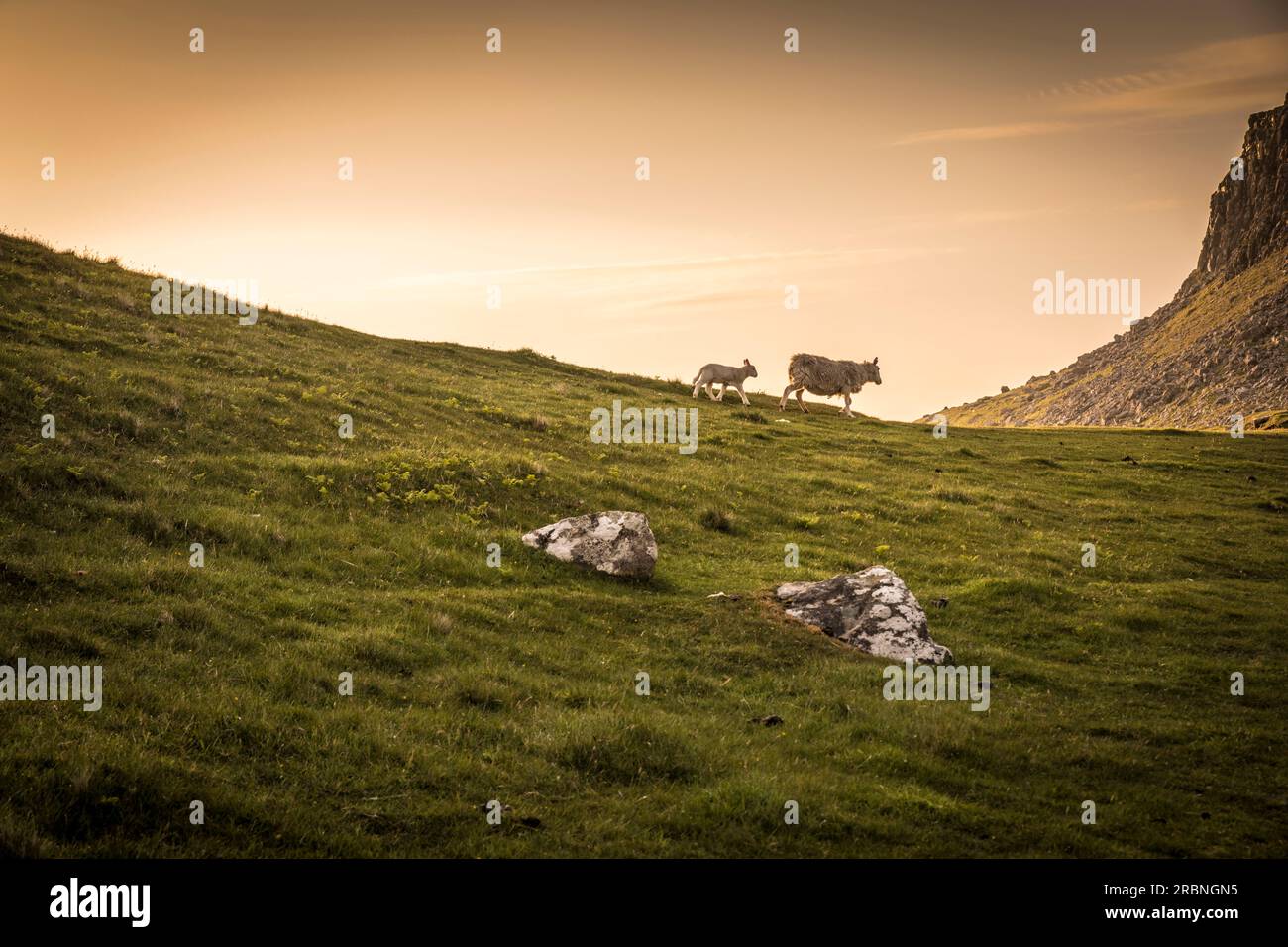 Sheep at Neist Point Cliff, Isle of Skye, Highlands, Scotland, UK Stock ...