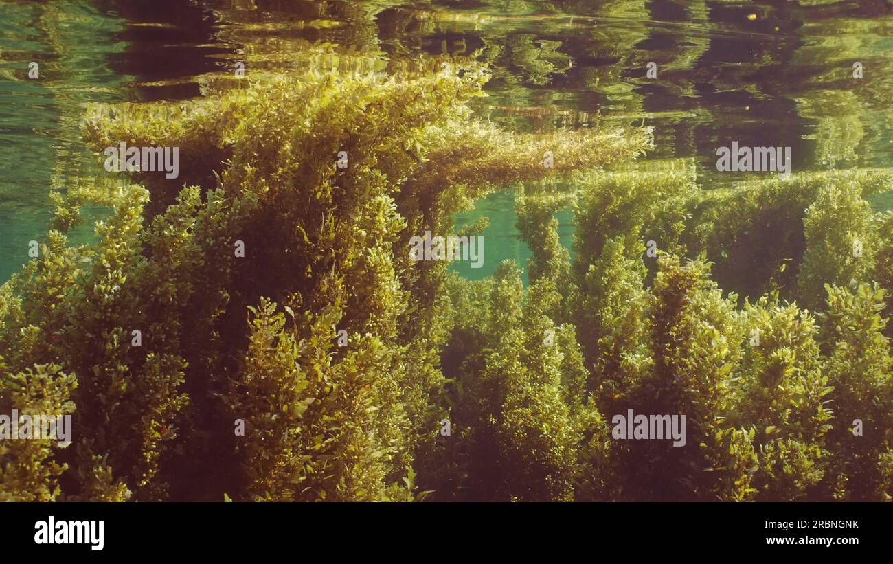 Thickets Seaweed Brown Sargassum swaying on waves creeping along under ...