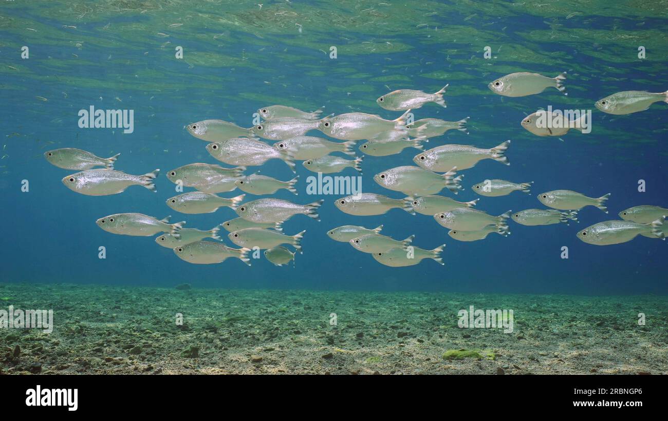 School barred flagtail swims in hi-res stock photography and images - Alamy