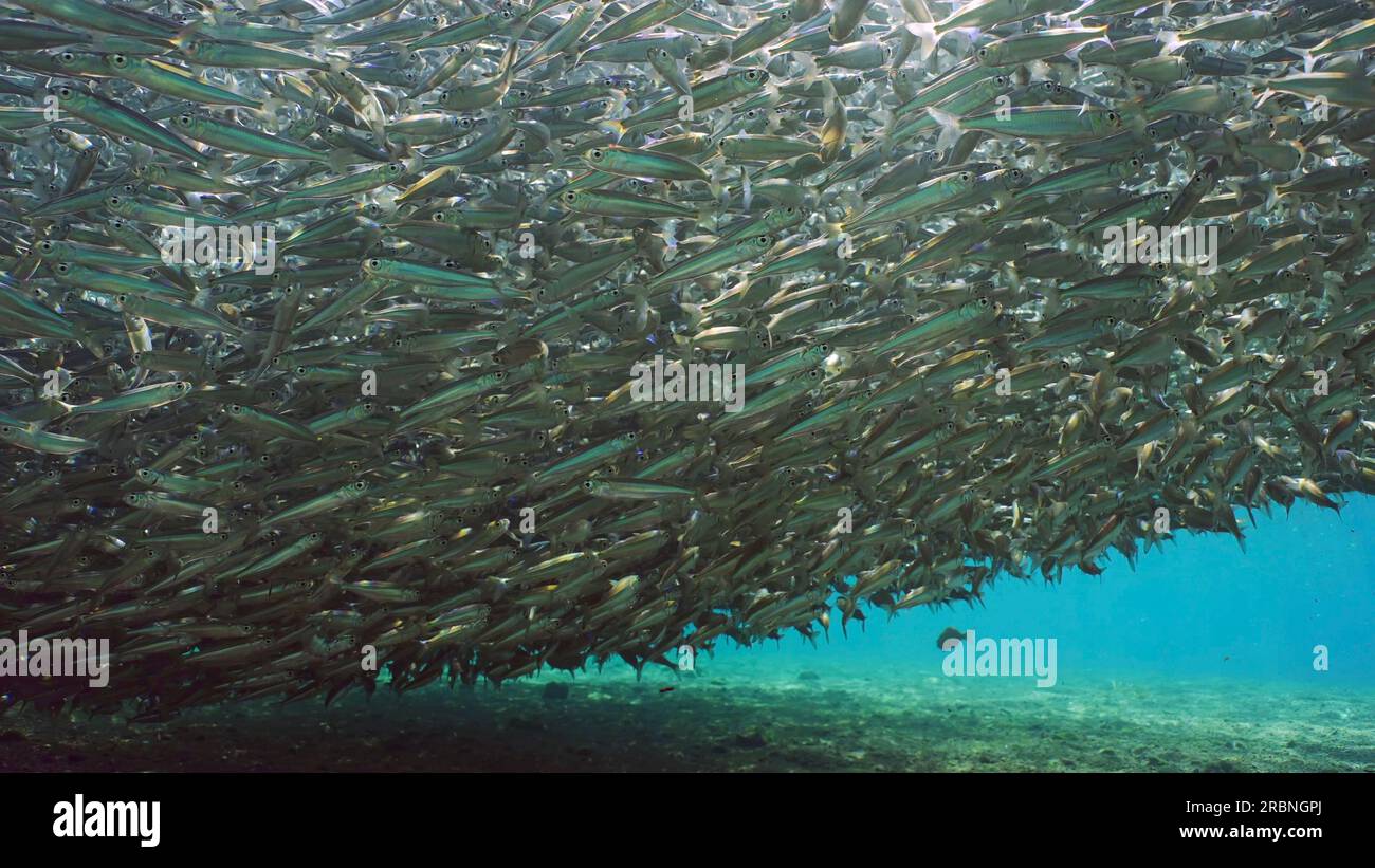 big concentration of Hardyhead Silverside fish swimming in shallow ...