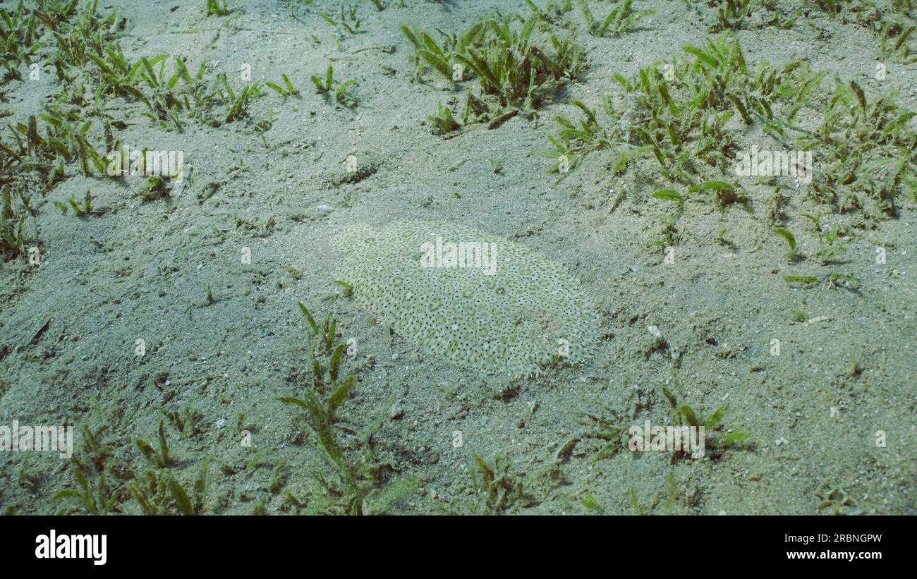 Flatfish is covered with sand on sandy bottom in bright sunny day in ...