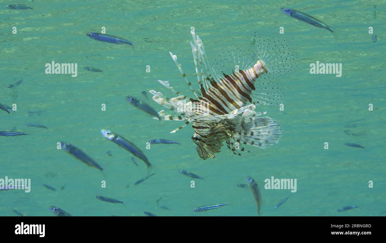 Hardyhead silverside fish underwater hi-res stock photography and ...