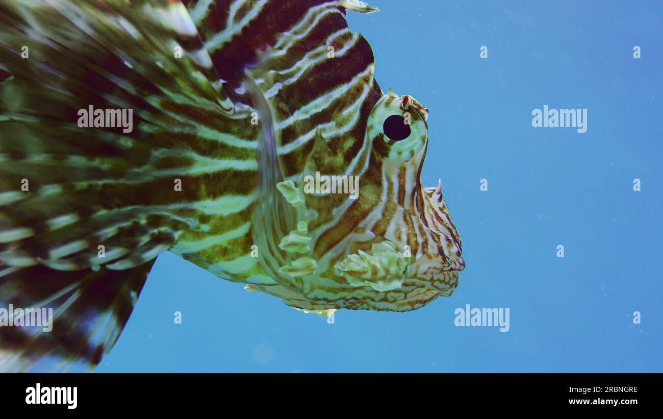 Close up portrait shot footage hi-res stock photography and images - Alamy
