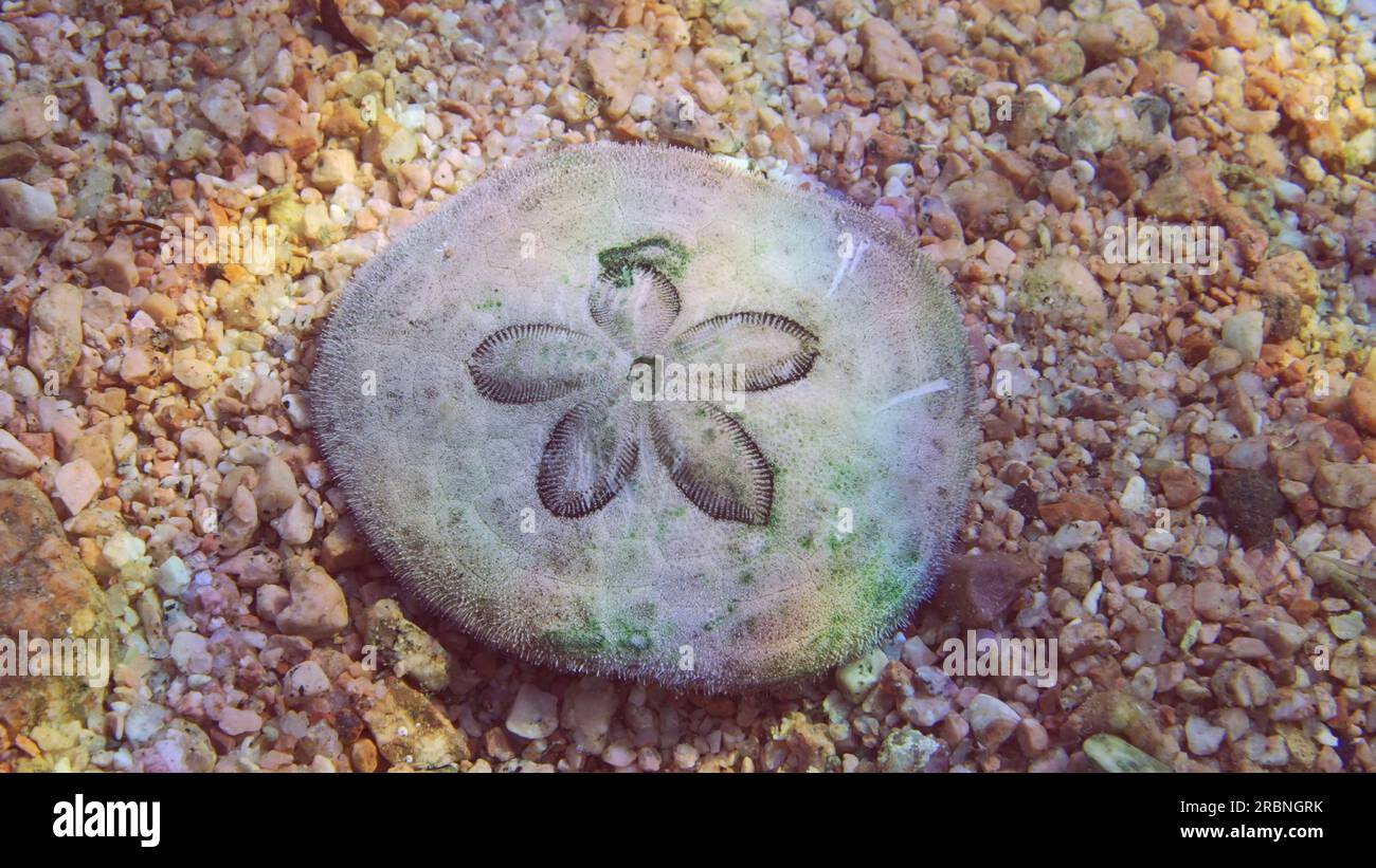 Close up of sea urchin Sand dollar, Cake urchin or Sea Biscuits on ...