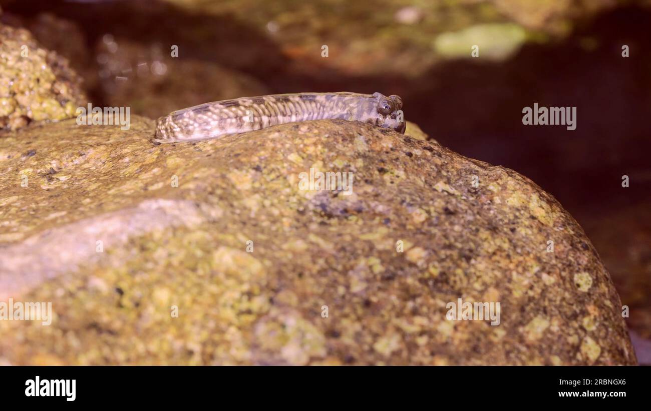 Blenny On Land Walking Fish