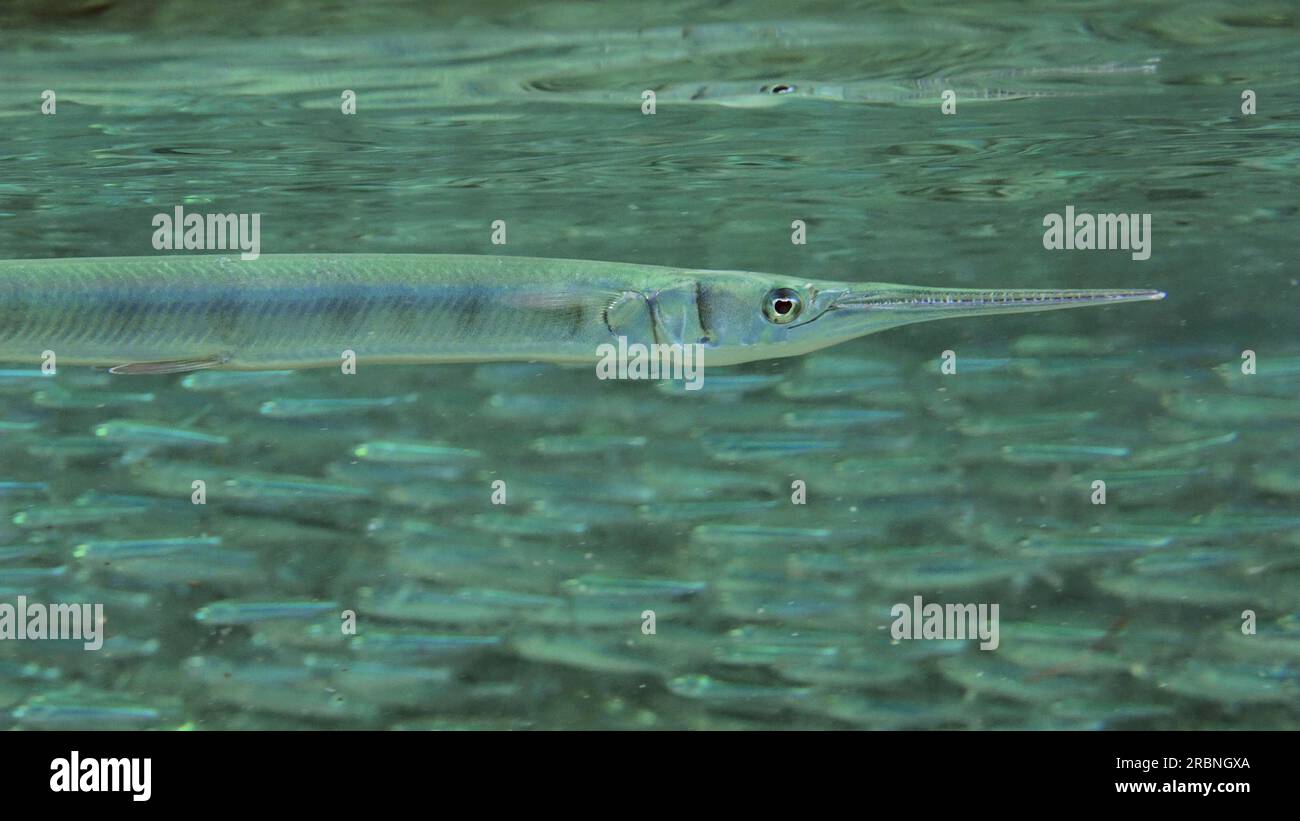 Needle fish swimming near surface hi-res stock photography and images ...