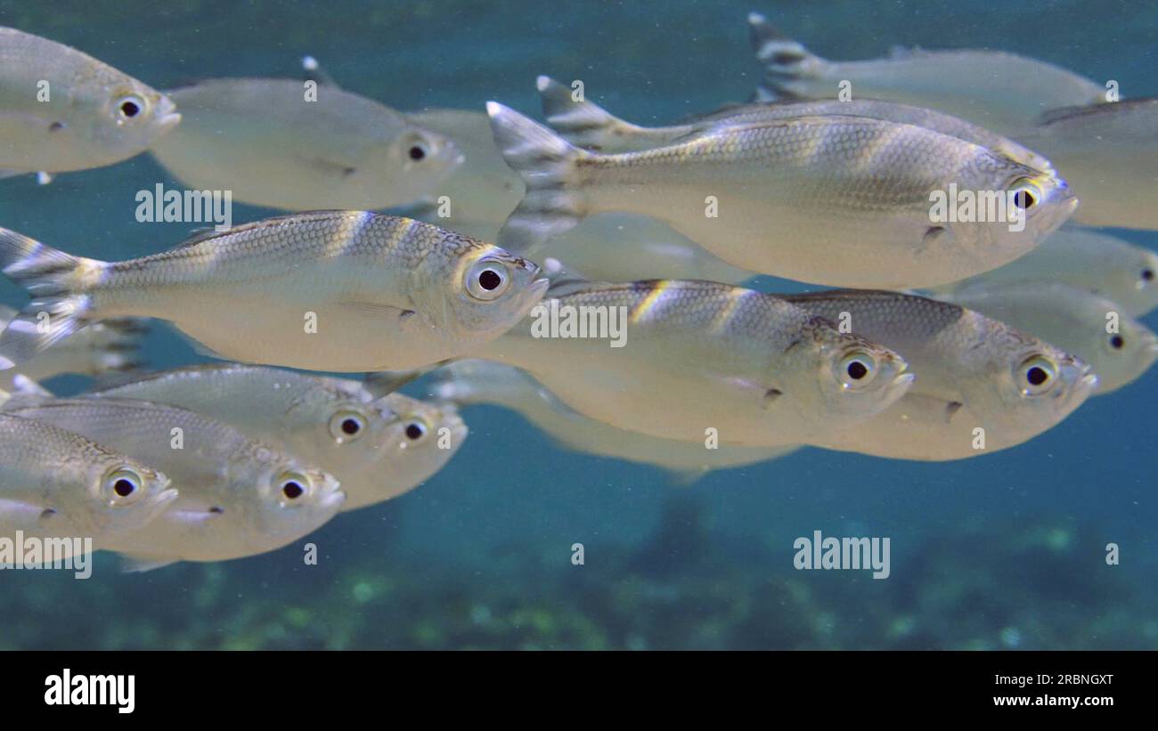 Close-up, school of Barred flagtail, Fiveband flagtail or Five-bar ...