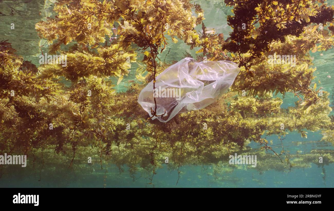 Disposable transparent plastic bag drifting Seaweed Brown Sargassum on ...