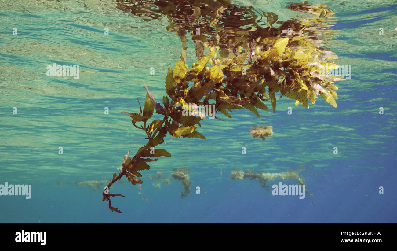 Close up of fragments of Seaweed Brown Sargassum drifting on water ...