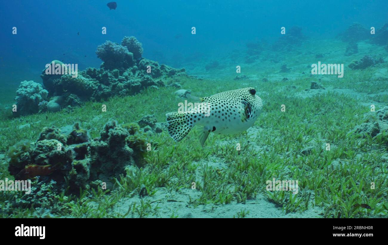 Blackspotted Puffer or Star Blaasop (Arothron stellatus) swims over ...