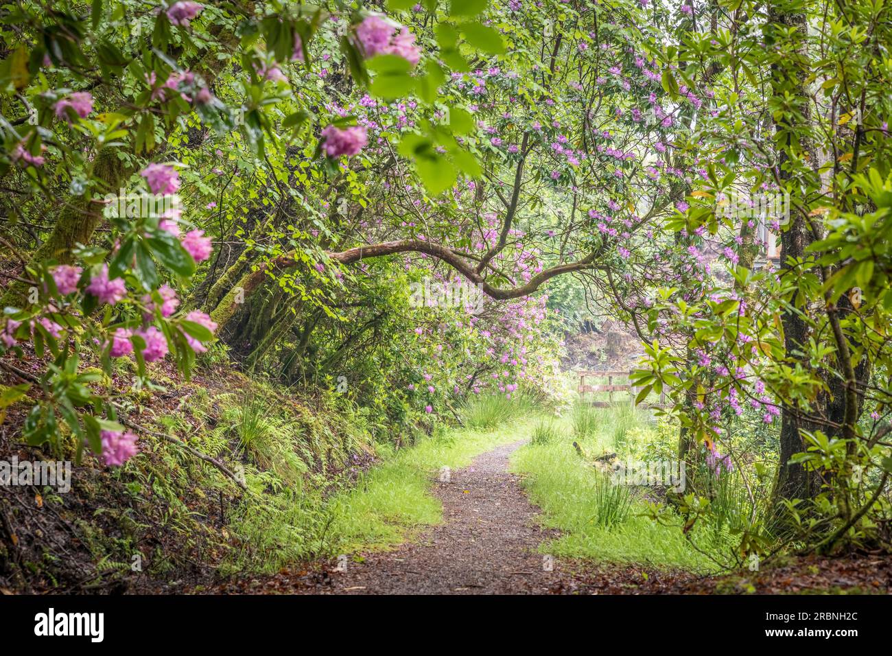 Forest path at Glenfinnan Church St Mary, Highlands, Scotland, UK Stock ...