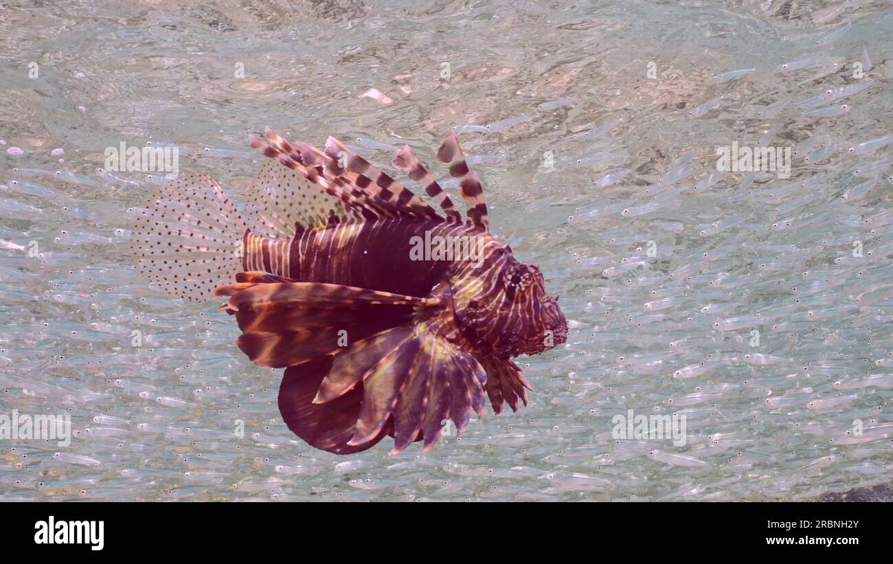 Hardyhead silverside fish underwater hi-res stock photography and ...