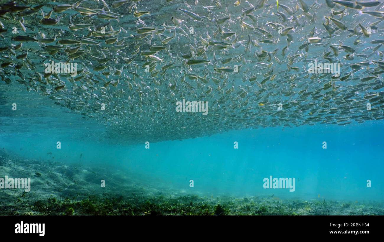 Massive concentration of Hardyhead Silverside fish swims in blue water ...