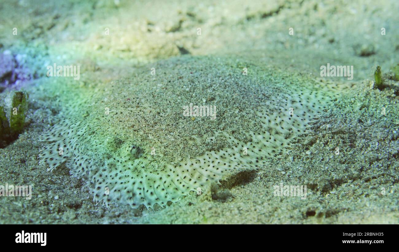 Flatfish is covered with sand on sandy bottom in bright sunny day in ...