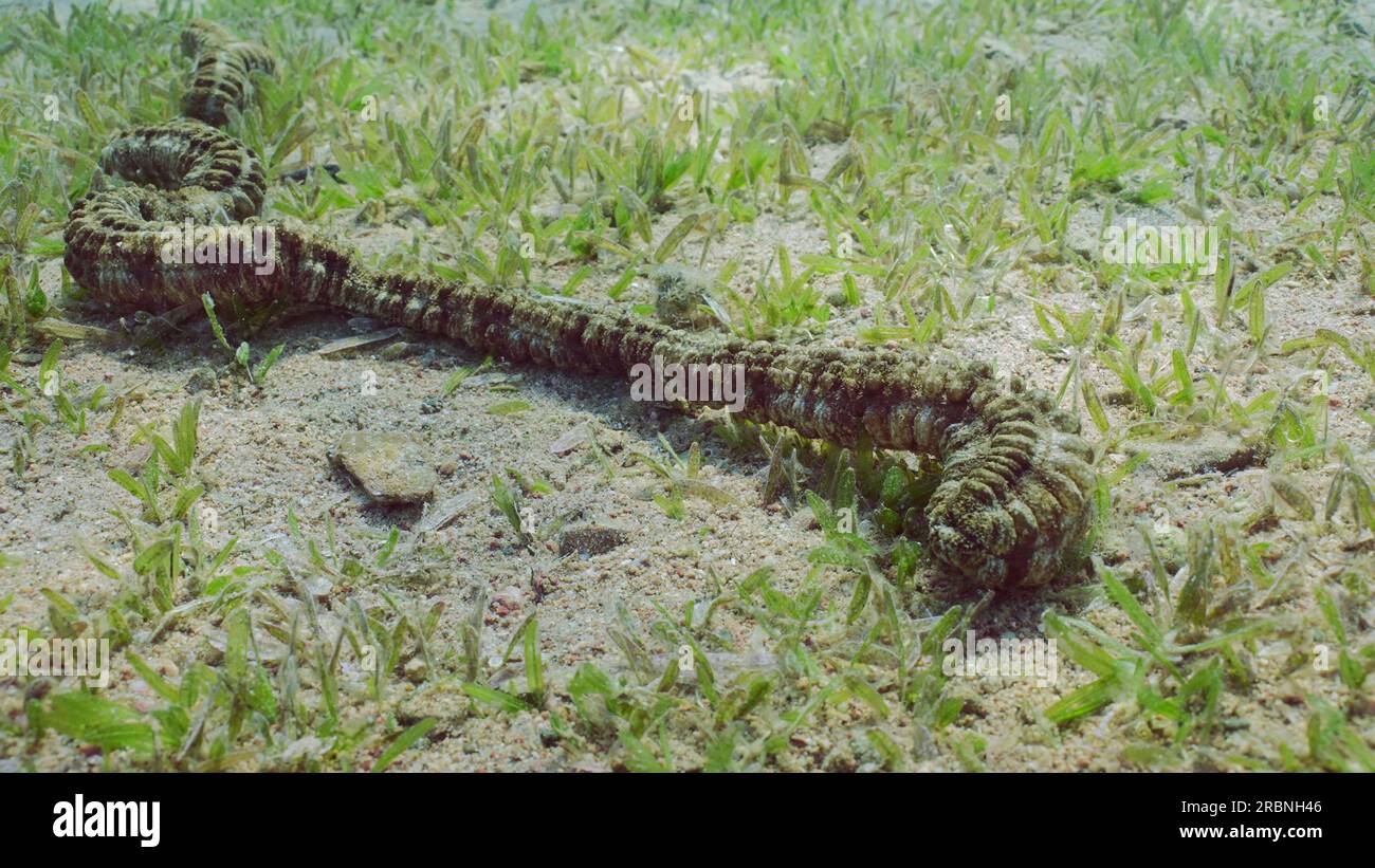 Giant synaptid sea cucumber hi-res stock photography and images - Alamy