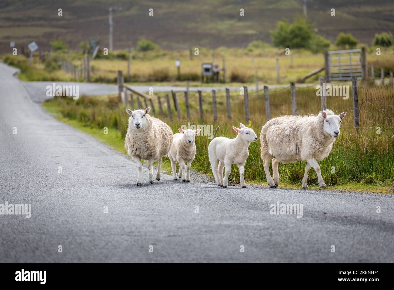 Sheep on country lane in Glendale, Isle of Skye, Highlands, Scotland ...