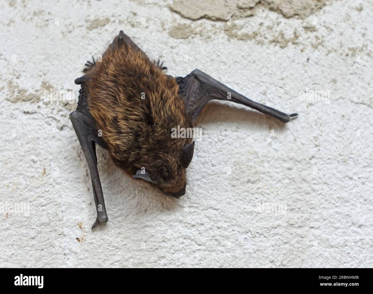Common bat hi-res stock photography and images - Alamy