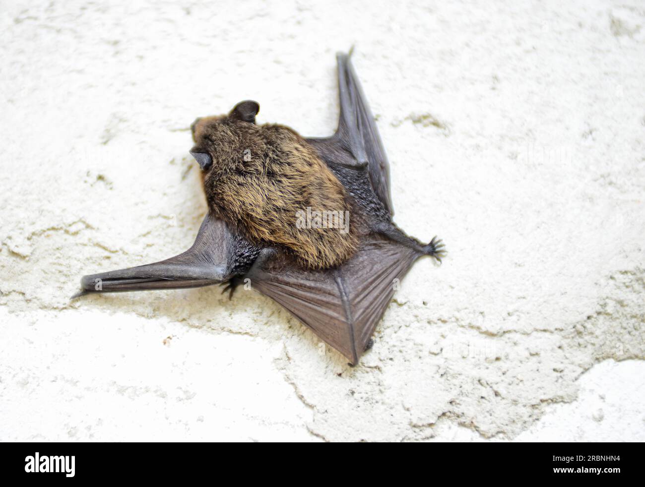 A Common Pipistrelle bat clinging to a wall in the day time Stock Photo ...