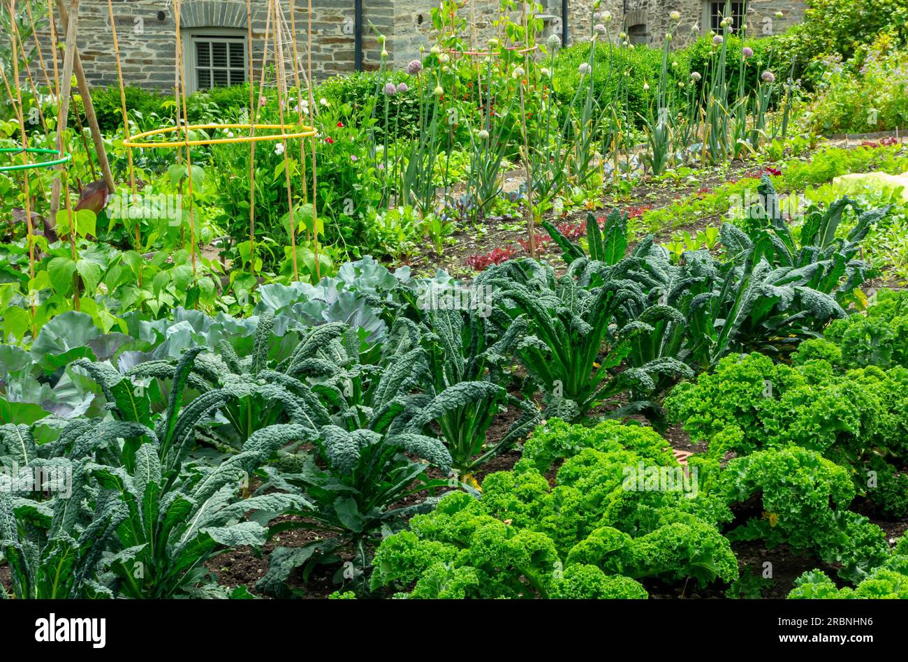 Vegetables growing in summer in the Kitchen Garden at Cardigan Castle ...