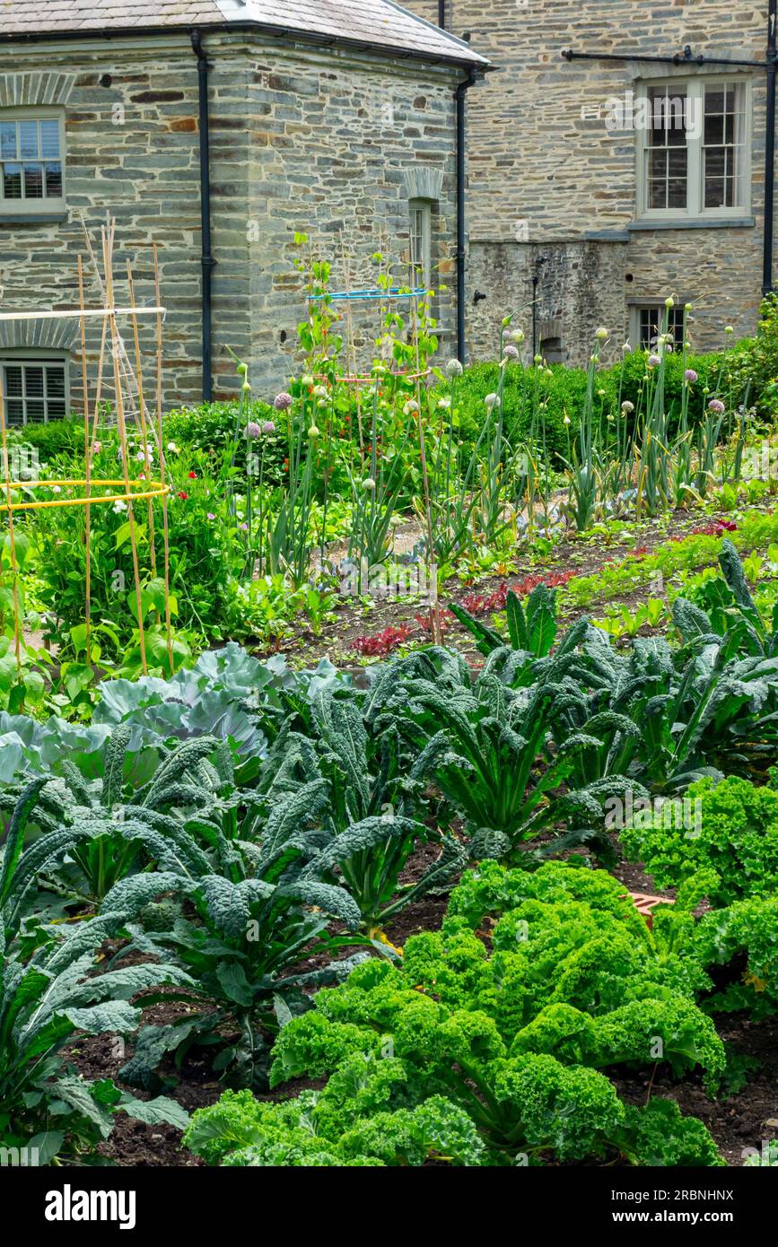 Vegetables growing in summer in the Kitchen Garden at Cardigan Castle ...