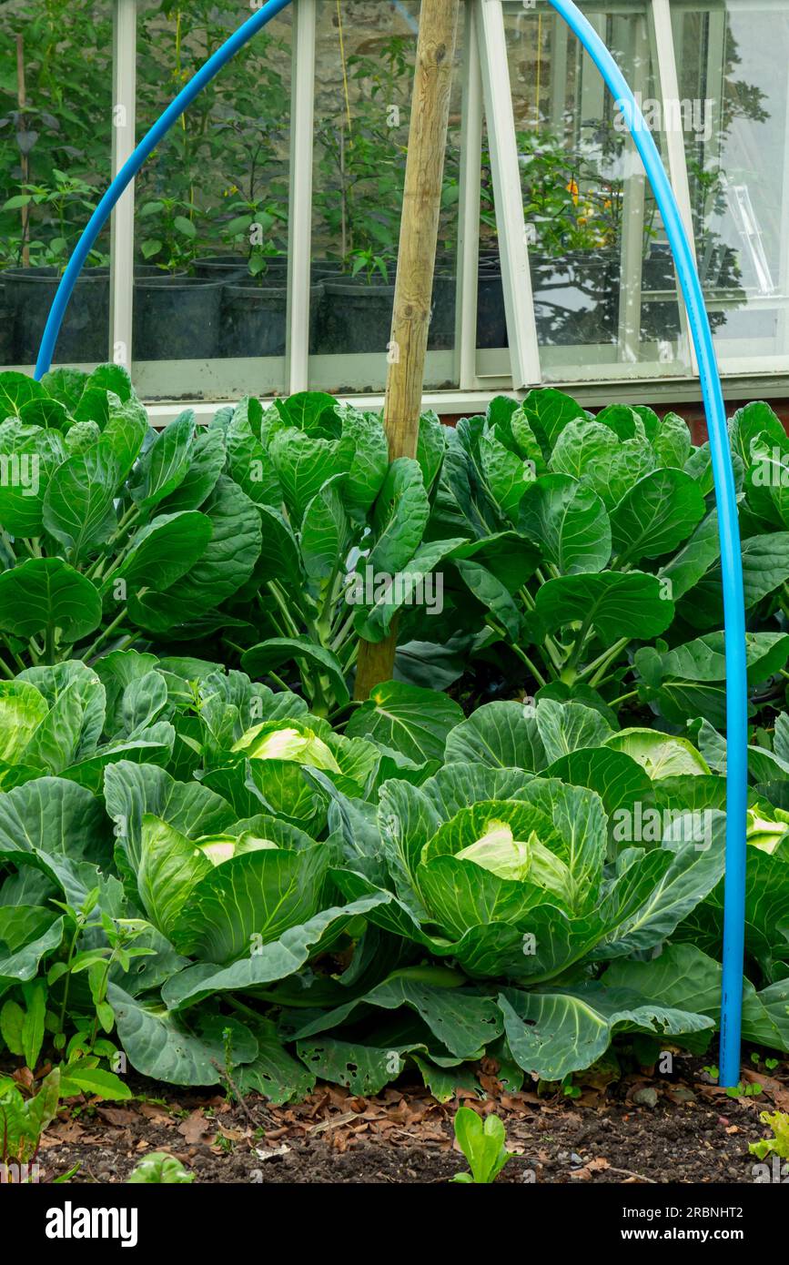 Kitchen garden uk hi-res stock photography and images - Alamy