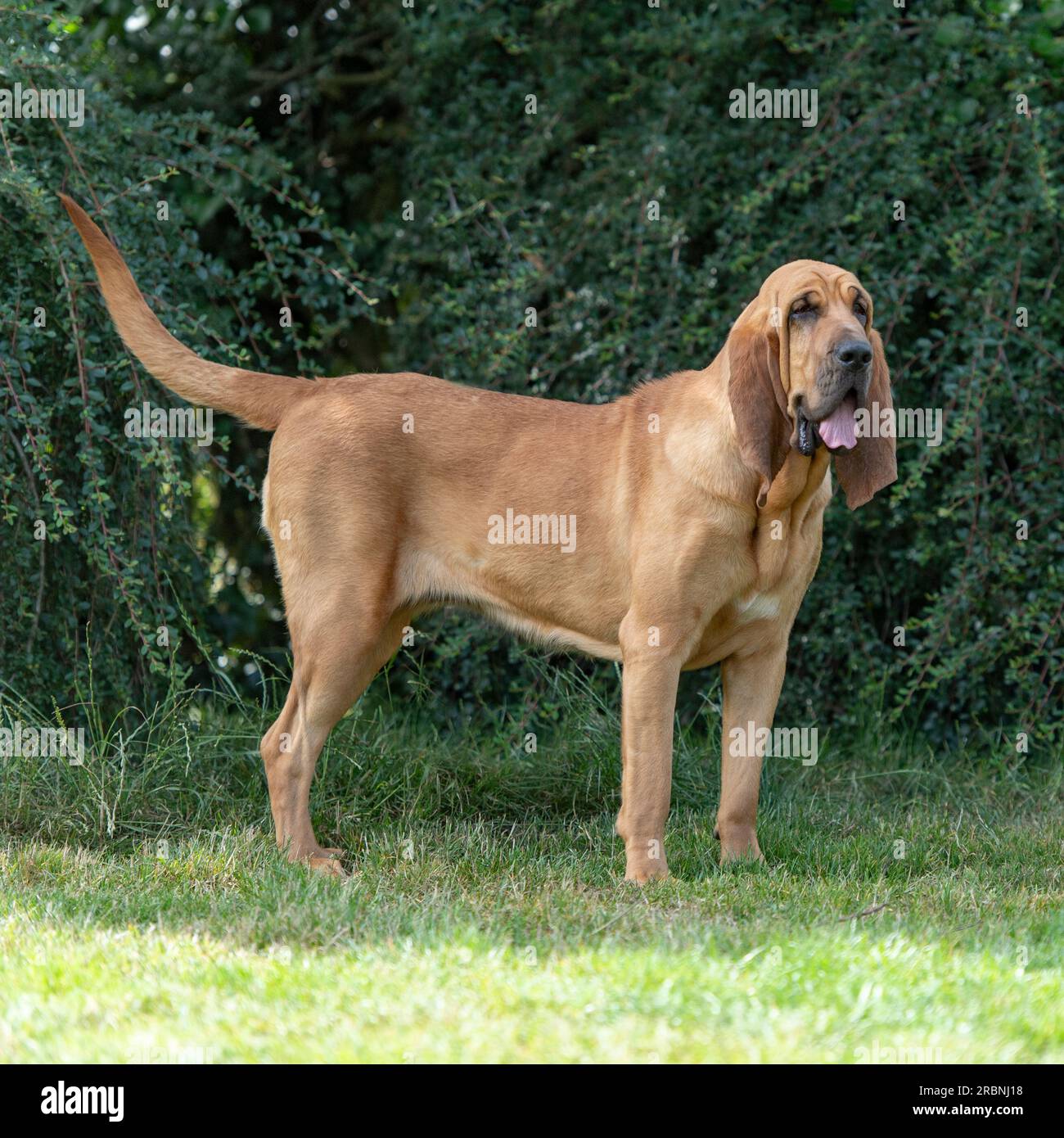 Bloodhound full body hi-res stock photography and images - Alamy