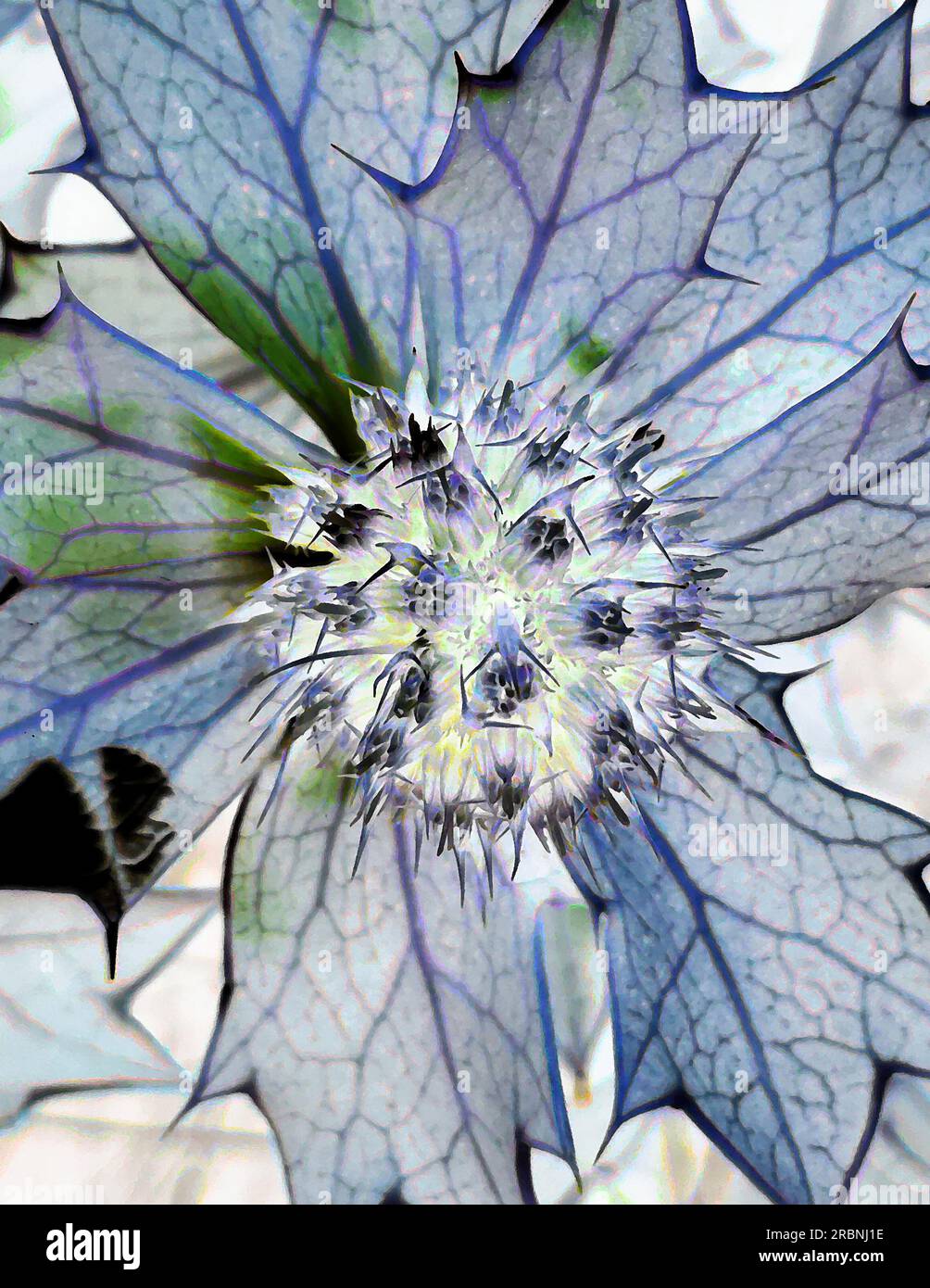 Art close up of eryngo or sea holly flower (Eryngium maritimum) lit ...