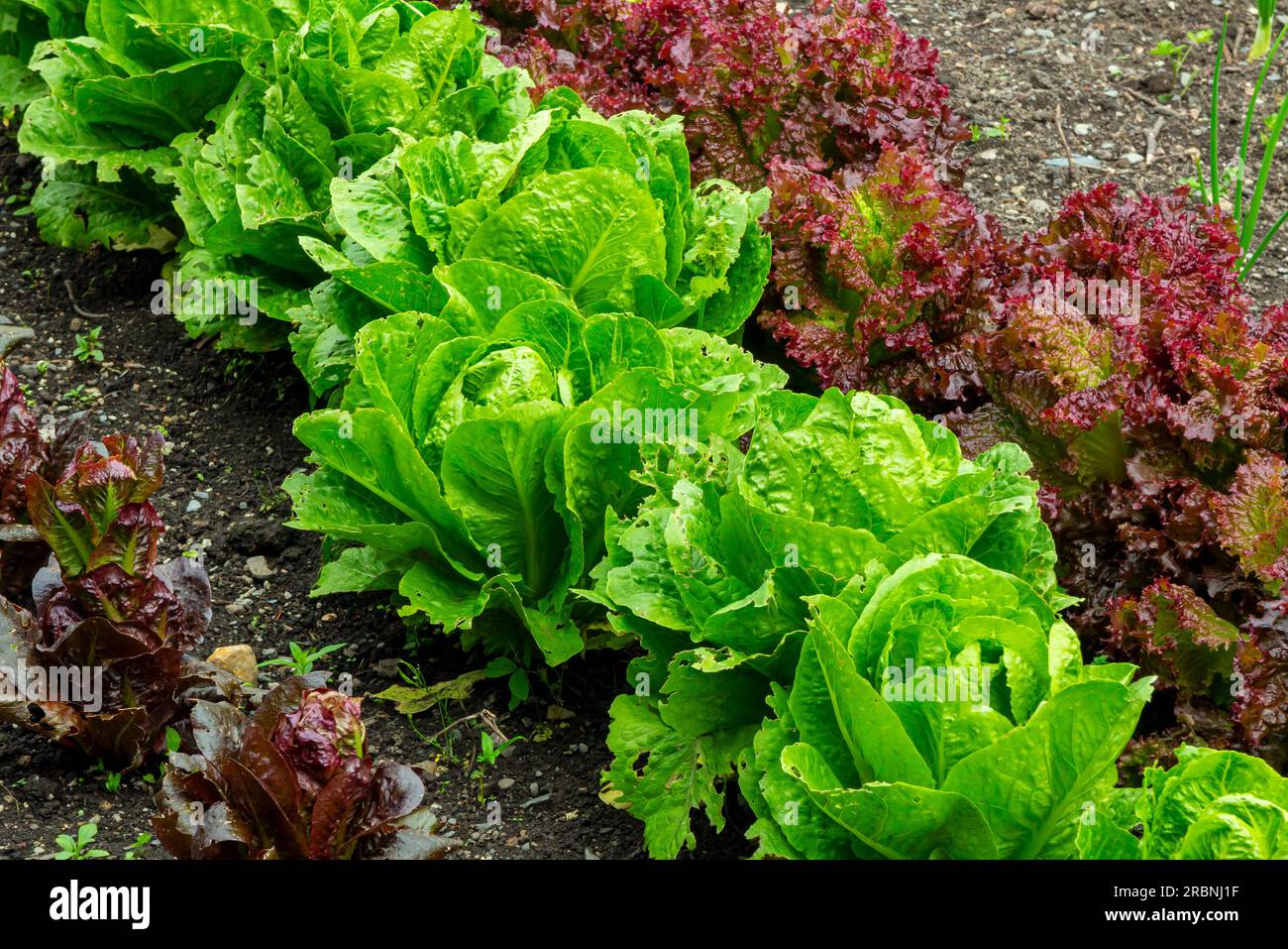 Lettuce plants growing in a row in a kitchen garden used to grow food ...