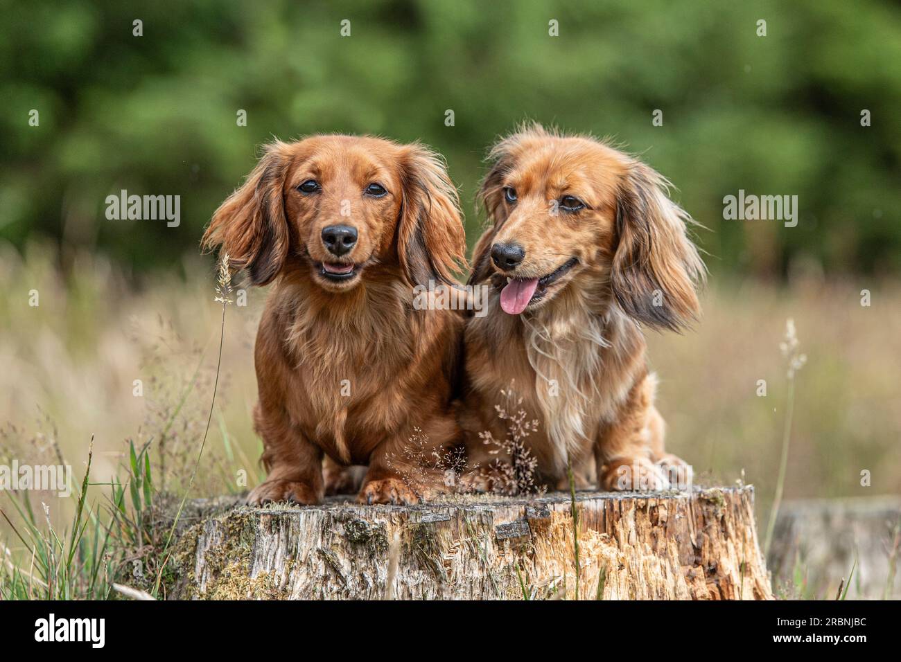 two longhaired miniature dachshunds Stock Photo - Alamy