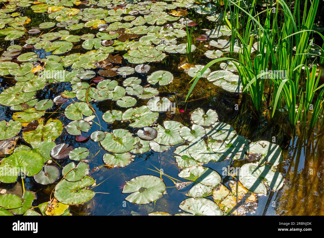 Water lily or Nymphaeaceae, rhizomatous aquatic herbs that live in ...