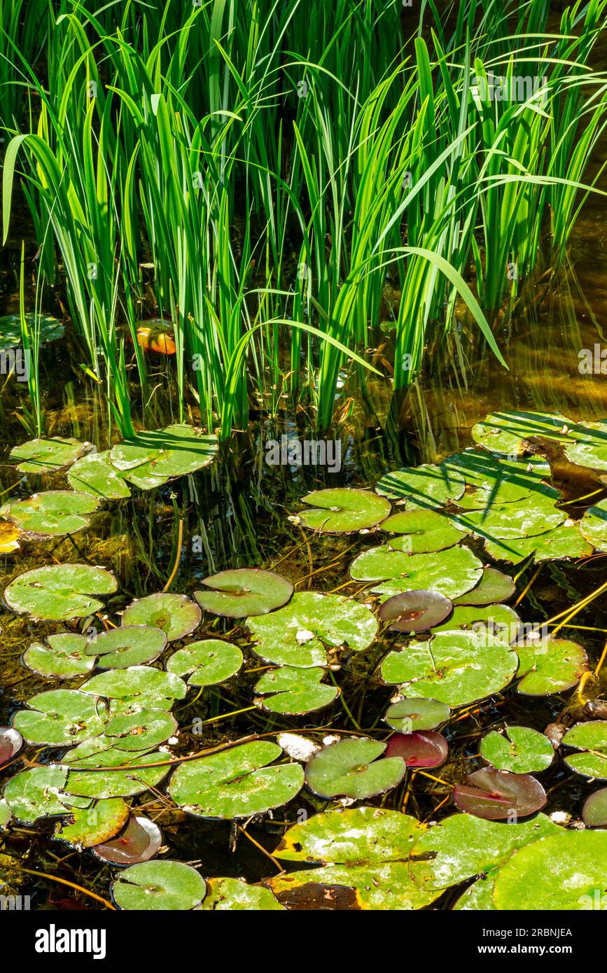 Aquatic nymphaeaceae hi-res stock photography and images - Alamy