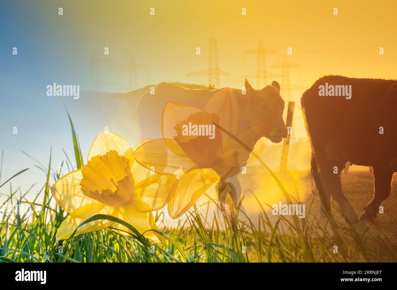 Belching cow hi-res stock photography and images - Alamy