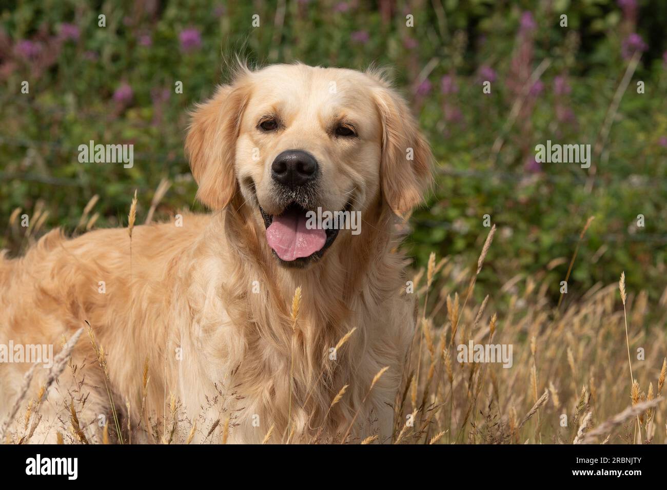 Male golden retriever hi-res stock photography and images - Alamy