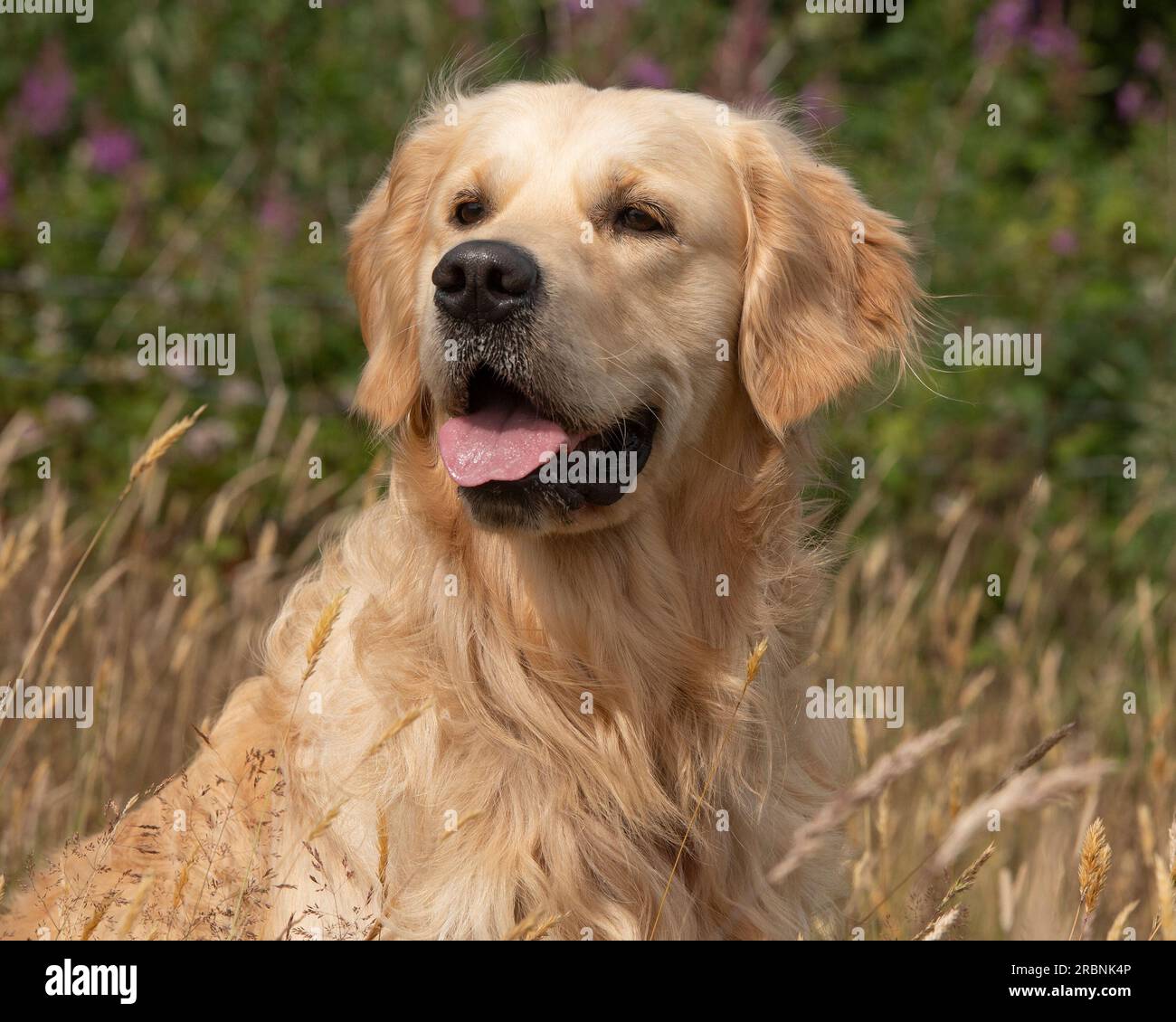 Female golden retriever hi-res stock photography and images - Alamy