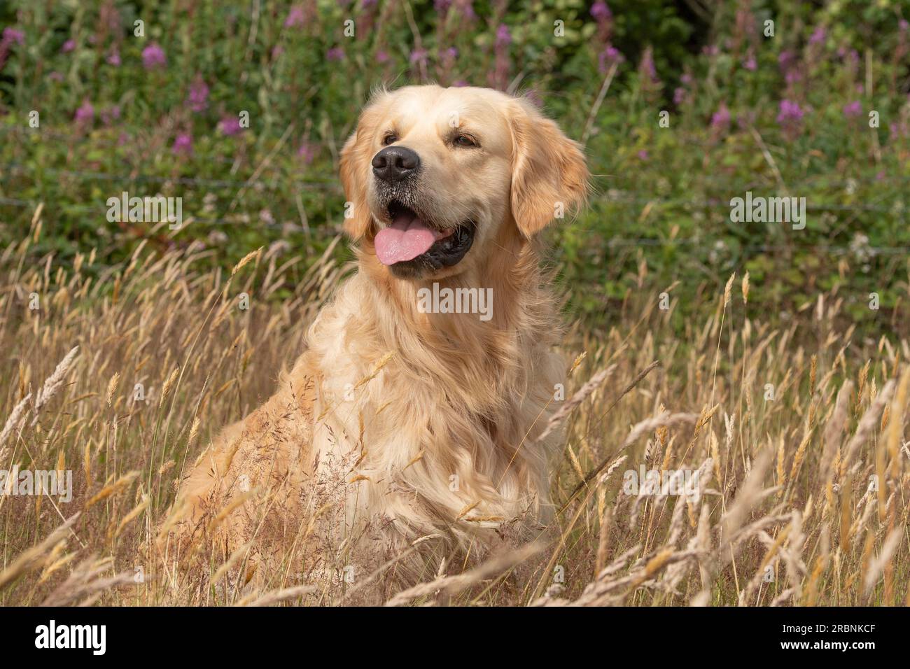 Male golden retriever hi-res stock photography and images - Alamy