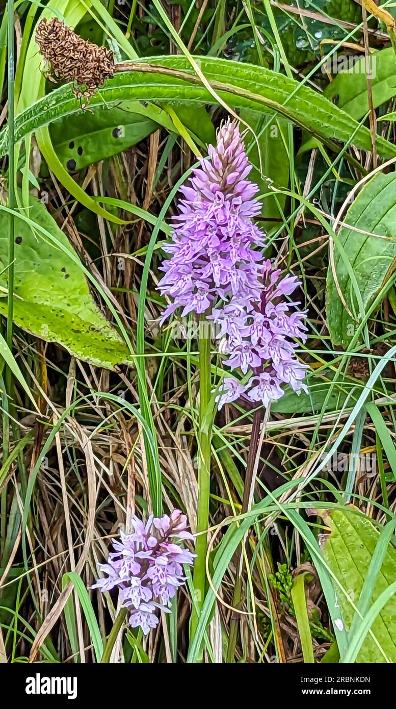 Visit Ireland, Culture, geology, architecture, peace quiet, lush green ...