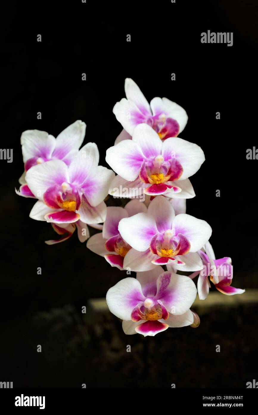 A striking white and purple Phalaenopsis hybrid orchid in full bloom ...