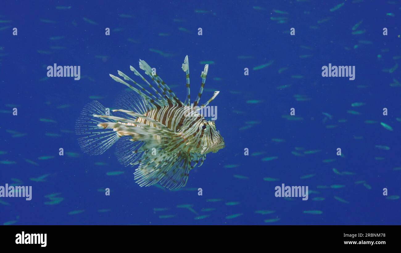 Hardyhead silverside fish underwater hi-res stock photography and ...