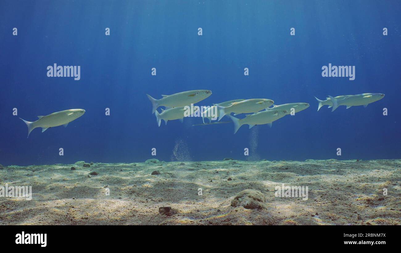 Grey mullet flathead mullet fish hi-res stock photography and images ...